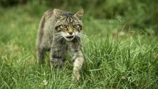 Scottish wildcats are at risk of extinction, research finds - BBC Newsround