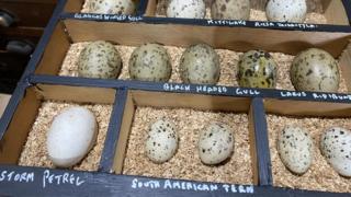 Thousands of bird eggs seized in illegal wildlife trade crackdown - BBC ...