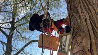 Cat rescued after being stuck up tree in Devon for days - BBC News