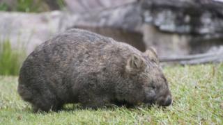 Why wombats have CUBE-SHAPED poo! - BBC Newsround