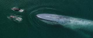Blue whales: Ocean giants return to 'safe' tropical haven - BBC News