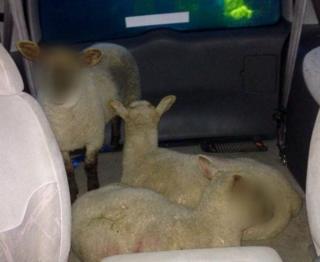 Sheepish police blur faces of lambs at centre of alleged rustling - BBC ...