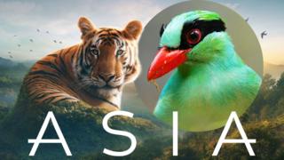 CBBC Animal Hub - CBBC - BBC