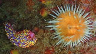 Rare rainbow sea slug found in Falmouth rock pool - BBC News