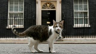 Larry the cat marks 15 years as No 10's chief mouser - BBC News