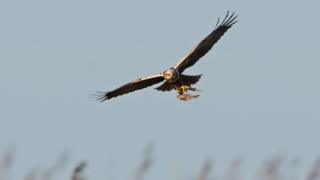 RSPB Ouse Fen trails link Cambridgeshire reserve to villages - BBC News