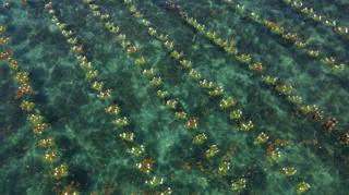 Earthshot Prize 2024: Everything you need to know - BBC Newsround