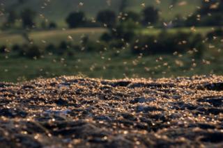 Flying Ant Day: When is it? Have you seen any? - BBC Newsround