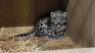 Largest Sumatran tiger litter in the UK born in Pembrokeshire - BBC News