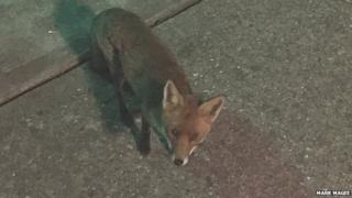'Vicious' fox traps eight people in Cambridgeshire sports club - BBC News