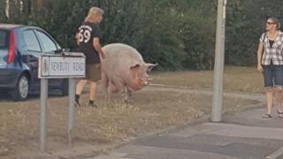 Escaped Ipswich pig Pog 'wanted to meet people' - BBC News