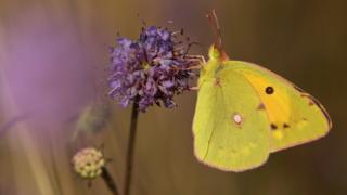 The Big Butterfly Count: Are these the most beautiful butterflies ...