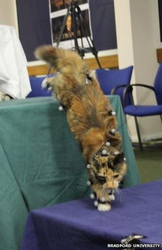 Motion capture improves animation of animals - BBC News