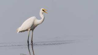 Nottinghamshire's first breeding great white egrets spotted - BBC News