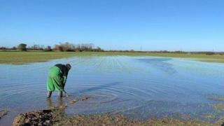 UK wet weather: The impact on farming and food prices - BBC Weather