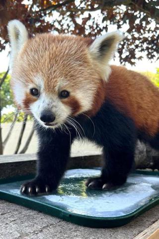 'Beloved and cherished' red panda dies at Cornwall wildlife park - BBC News