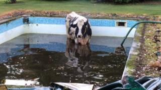 Cow rescued from Cheshire swimming pool - BBC News
