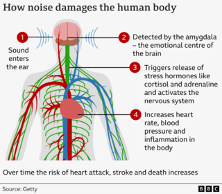 Noise: The invisible killer in all our lives - BBC News