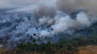 Deforestation - BBC News