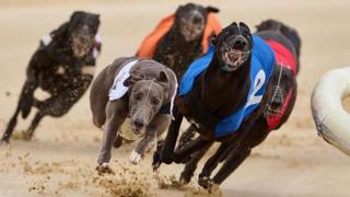 Greyhound racing ban law in Wales faces cross-party criticism - BBC News