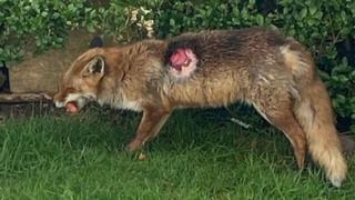 Badly injured fox nursed back to health in Glasgow garden tent - BBC News