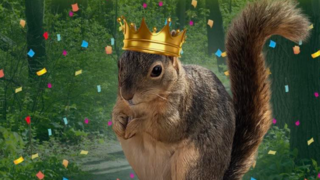 Meet Chunkosaurus Rex, the first ever winner of Fat Squirrel Week - BBC ...