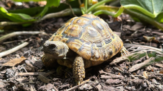 Escaped tortoise back home in Wymondham after a month on the run - BBC News