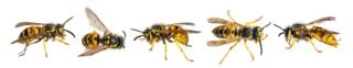 Wasps are back this summer in the UK – a lot of them - BBC News