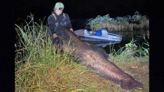 Largest recorded catfish in UK caught in Maldon, says angler - BBC News