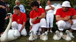 Swan upping: Royal swan count on Thames sees numbers recover - BBC News