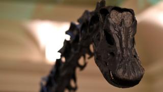 Dippy the dinosaur set to return to Natural History Museum - BBC News
