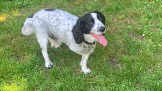 Cocker spaniel loses leg after crashing into dog poo bin - BBC News