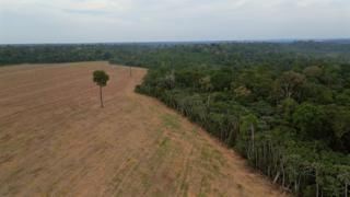 Deforestation - BBC News