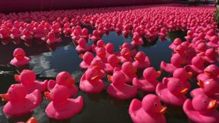 Cambridge river turns pink as thousands of rubber ducks race - BBC News