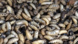 The insect farmers turning to AI to help lower costs - BBC News
