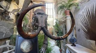 Curiosities for sale to save fire-damaged Parnham House - BBC News