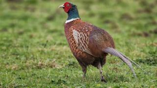 Pheasant shoots facing strict regulation under new plan - BBC News