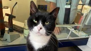 Anger in Hornsea after Lincoln the 'Tesco Cat' is banned from store ...