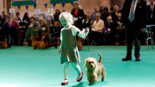 Crufts 2017: Six talking points - BBC News