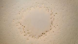 Fairy Circles: What are they and why do they form? - BBC Newsround