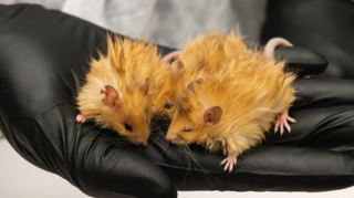 Genetically modified animals - BBC News