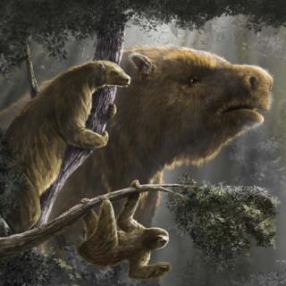 Sluggish sloth's secrets of success revealed in new study - BBC News