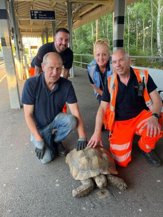 Runaway tortoise rescued after being spotted on train tracks - BBC ...