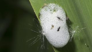 Cuckoo spit: The foamy white goo on your plants - BBC Newsround