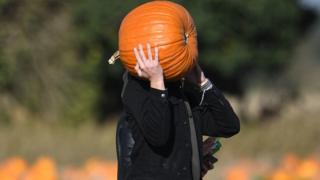 Halloween: Pumpkin pickers enjoy bumper crop - BBC News