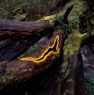 A life's artwork: 50 years of Andy Goldsworthy - BBC News