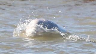 Young sailors from Tenby 'ecstatic' at dolphin encounter - BBC News