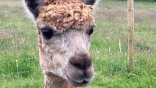 Pregnant alpaca died after 'devastating' attack by hounds - BBC News