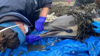 Cornwall stranded dolphin helped back out to sea - BBC News