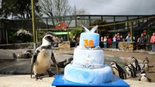World's oldest Humboldt penguin celebrates turning 38 - BBC Newsround